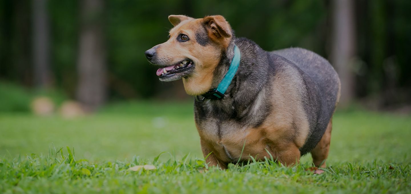 Cómo prevenir la obesidad canina | Mascotas Sanas & Divertidas
